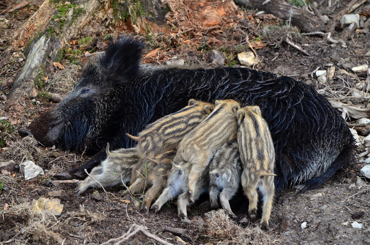 Wildschwein fRISCHLING – Waldhaus Mehlmeisel